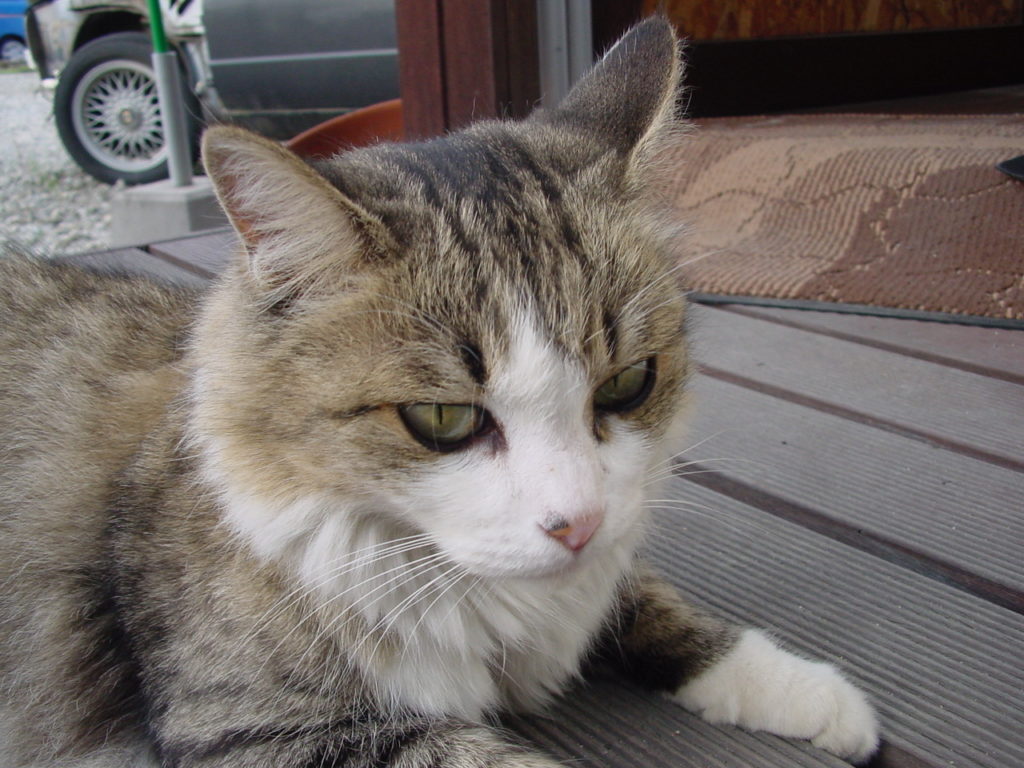 ZACK – ORDER-MADE SYSTEM